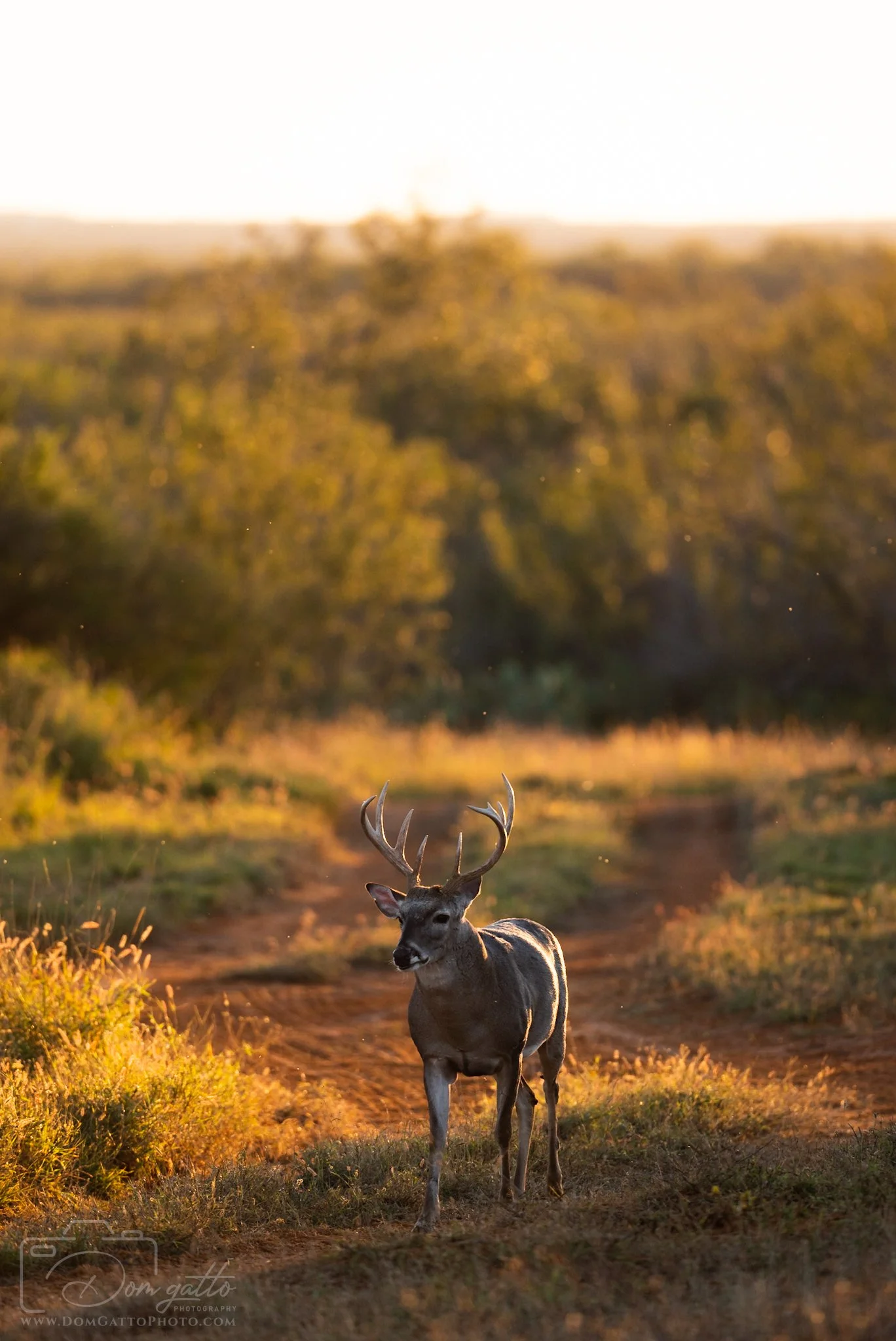 Nikon Z5 - Is it a Wildlife Photography Camera? — Dom Gatto Photography