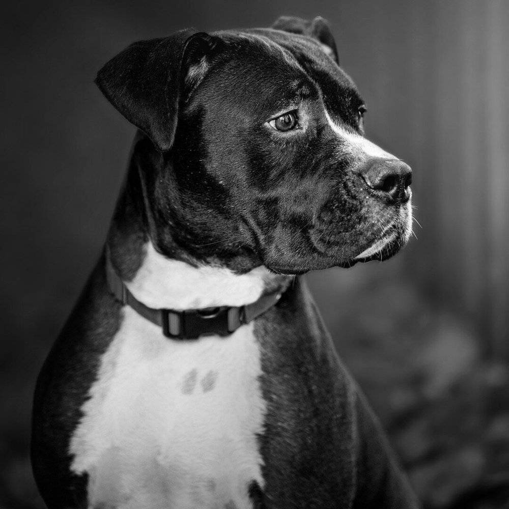 Badass Animal Rescue