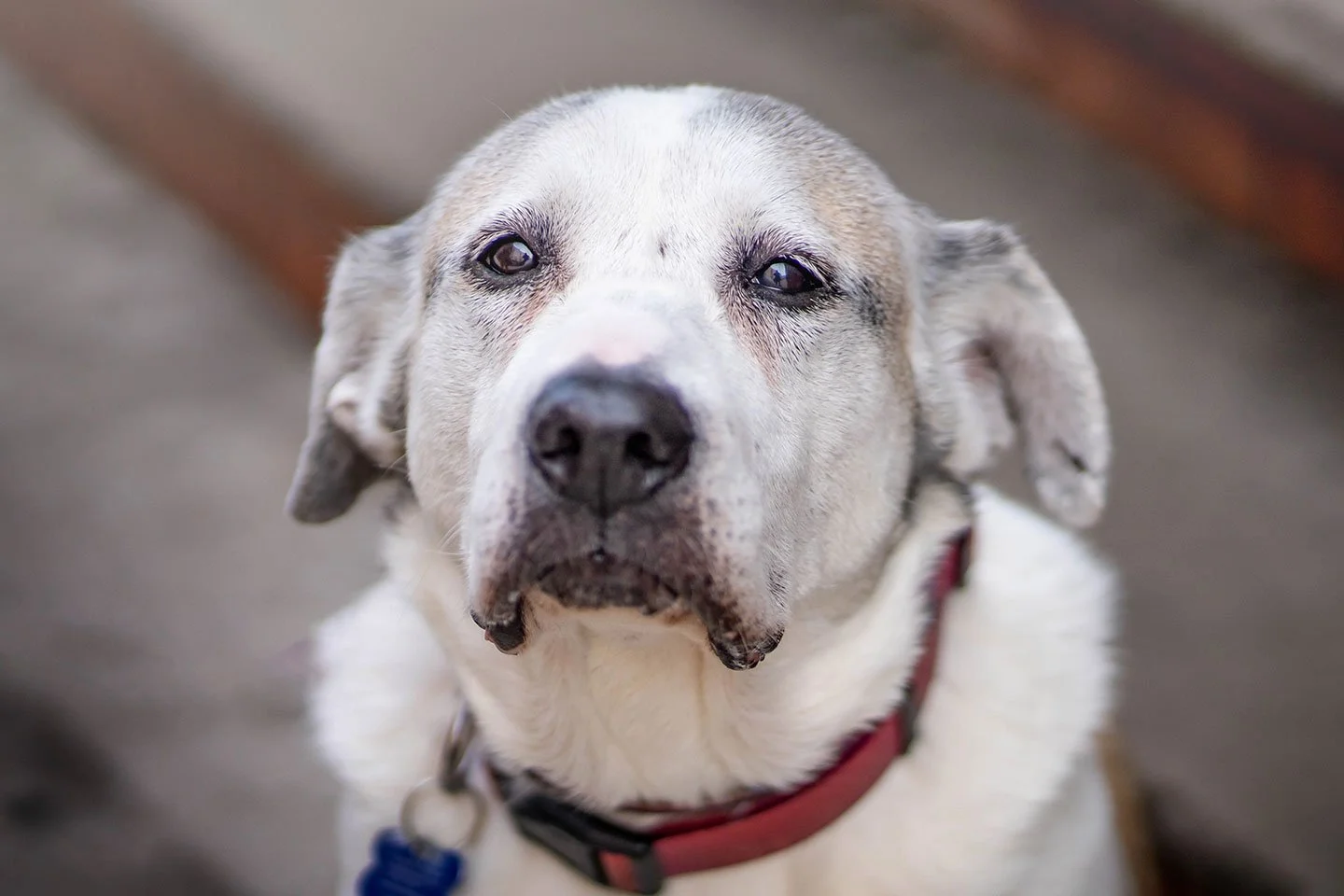 Badass Animal Rescue