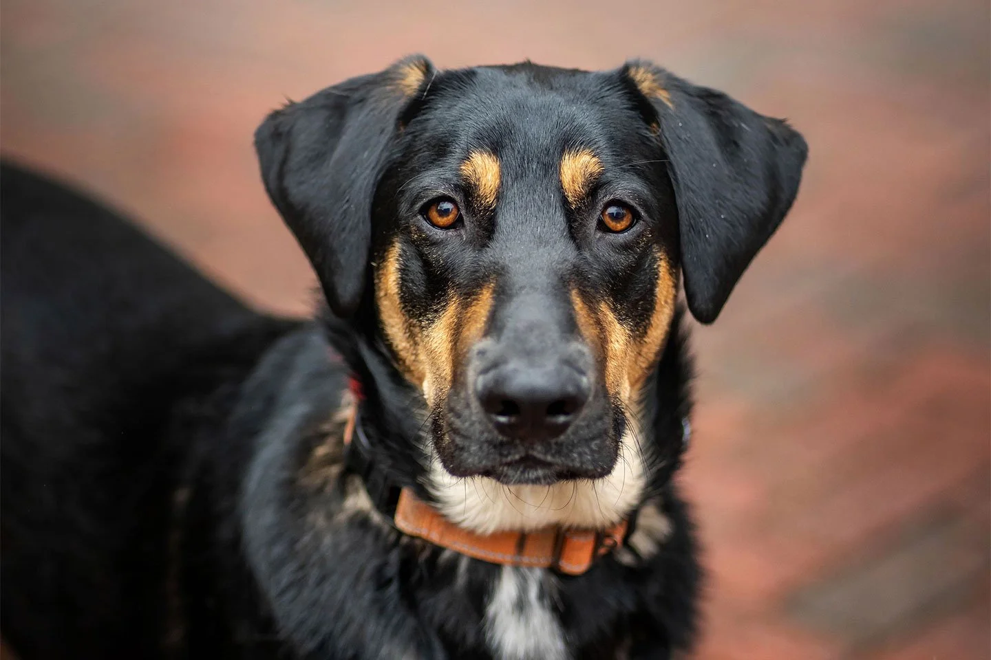 Badass Animal Rescue