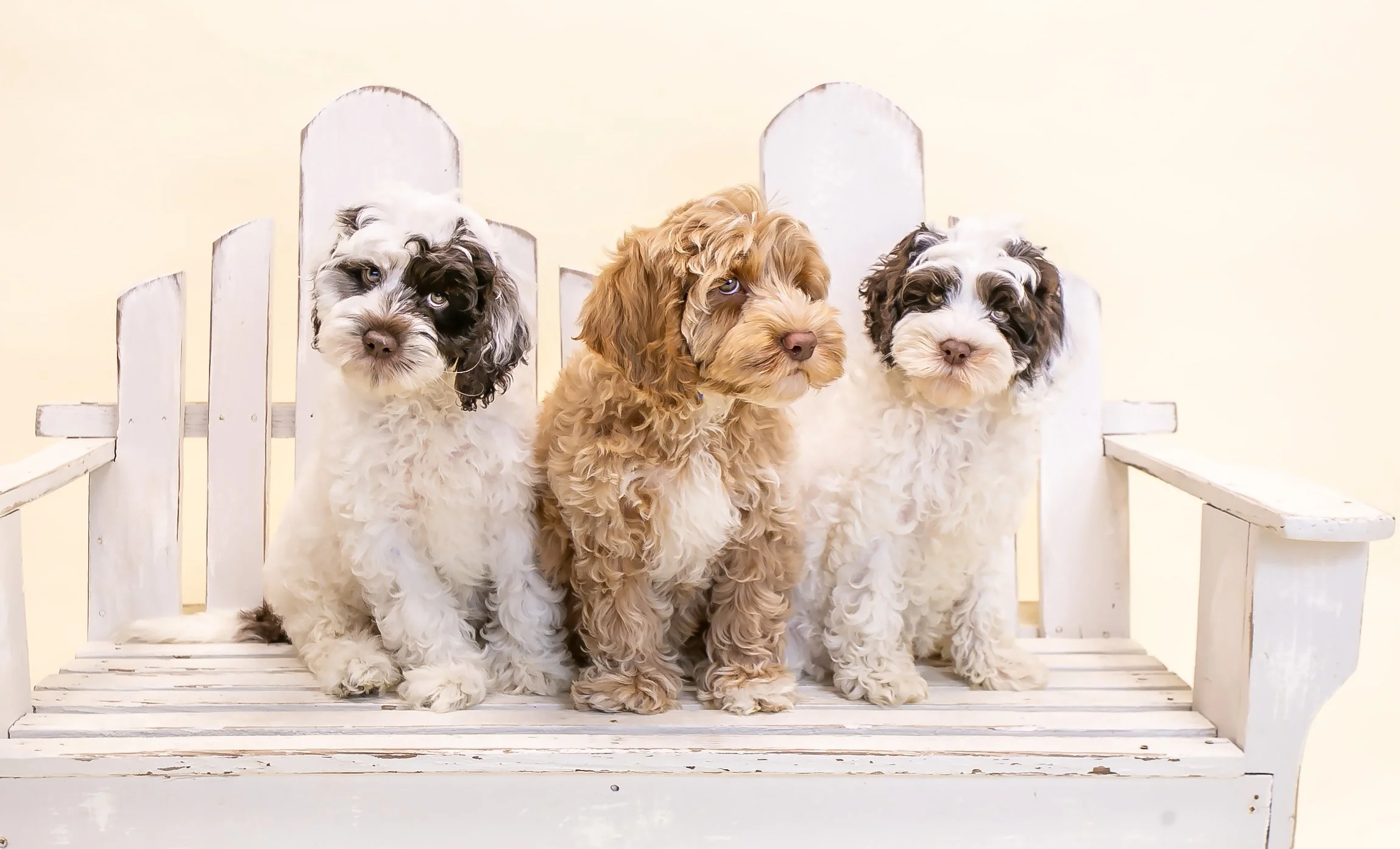 Home — Already Trained Australian Labradoodles