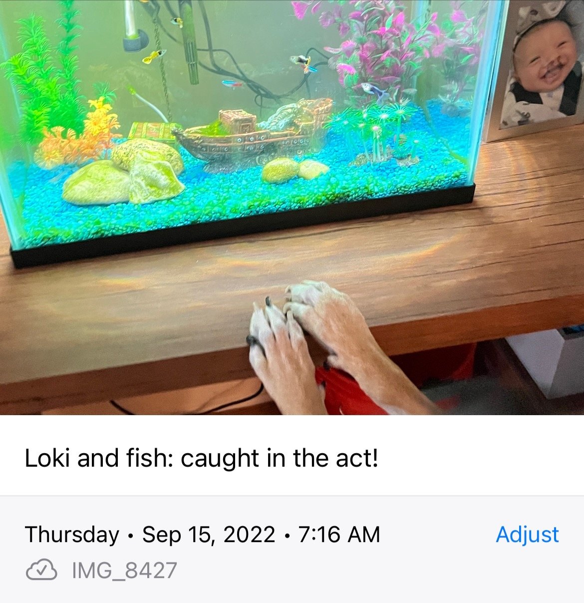 5 Simple Ways to End Photo Clutter — Arrange Wander Focus