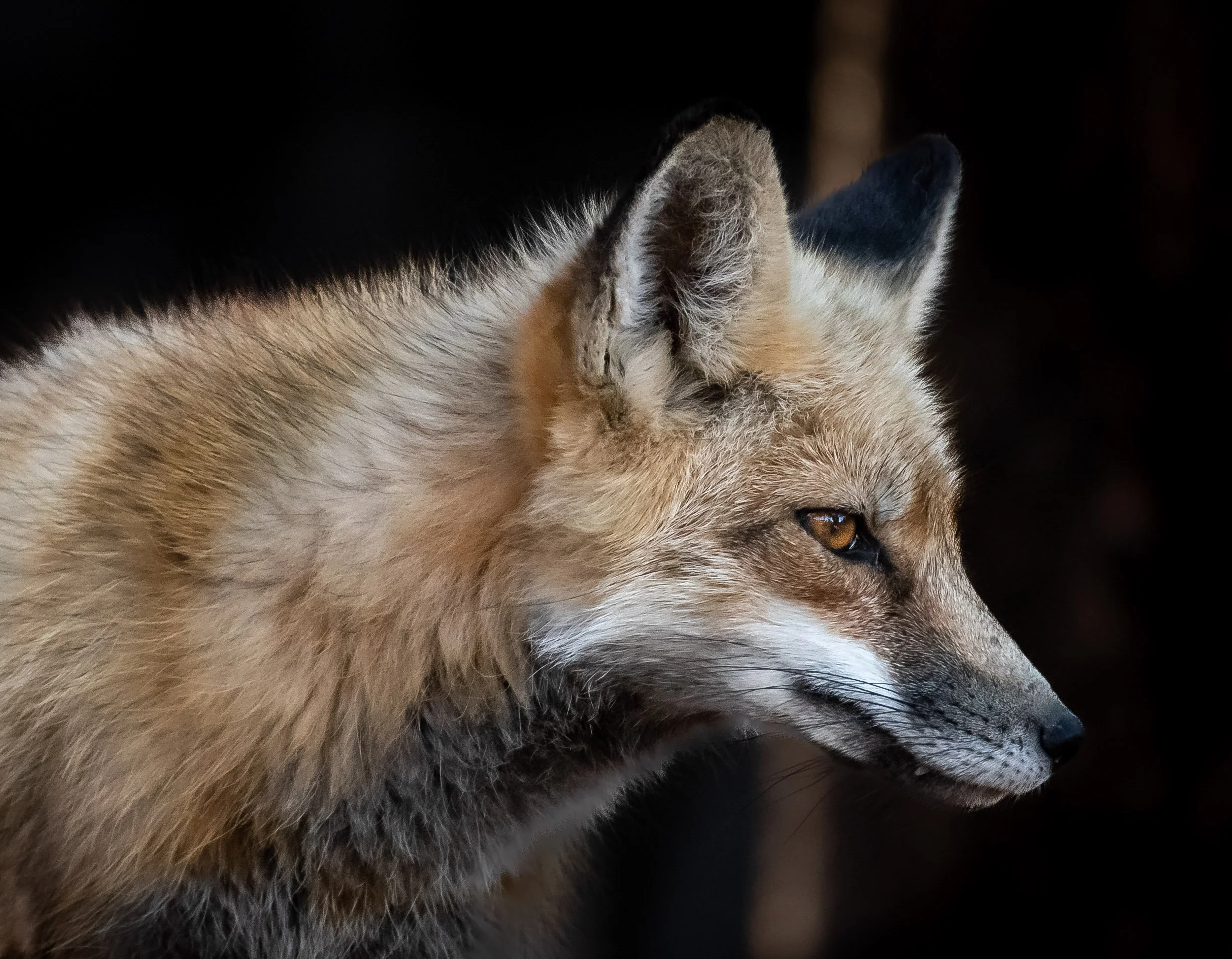 Martha Montiel Photography - Martha Montiel Photography