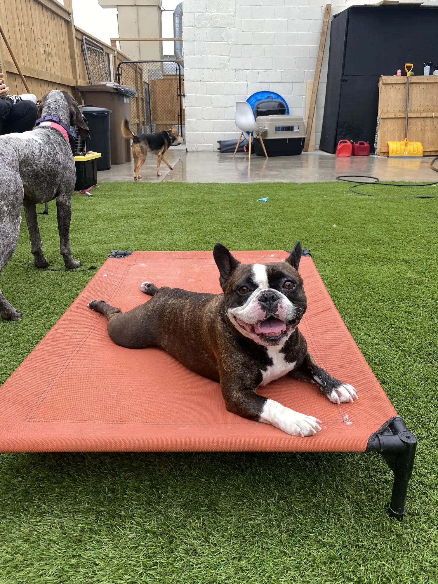 K9 Academy - Professional Dog Training Services