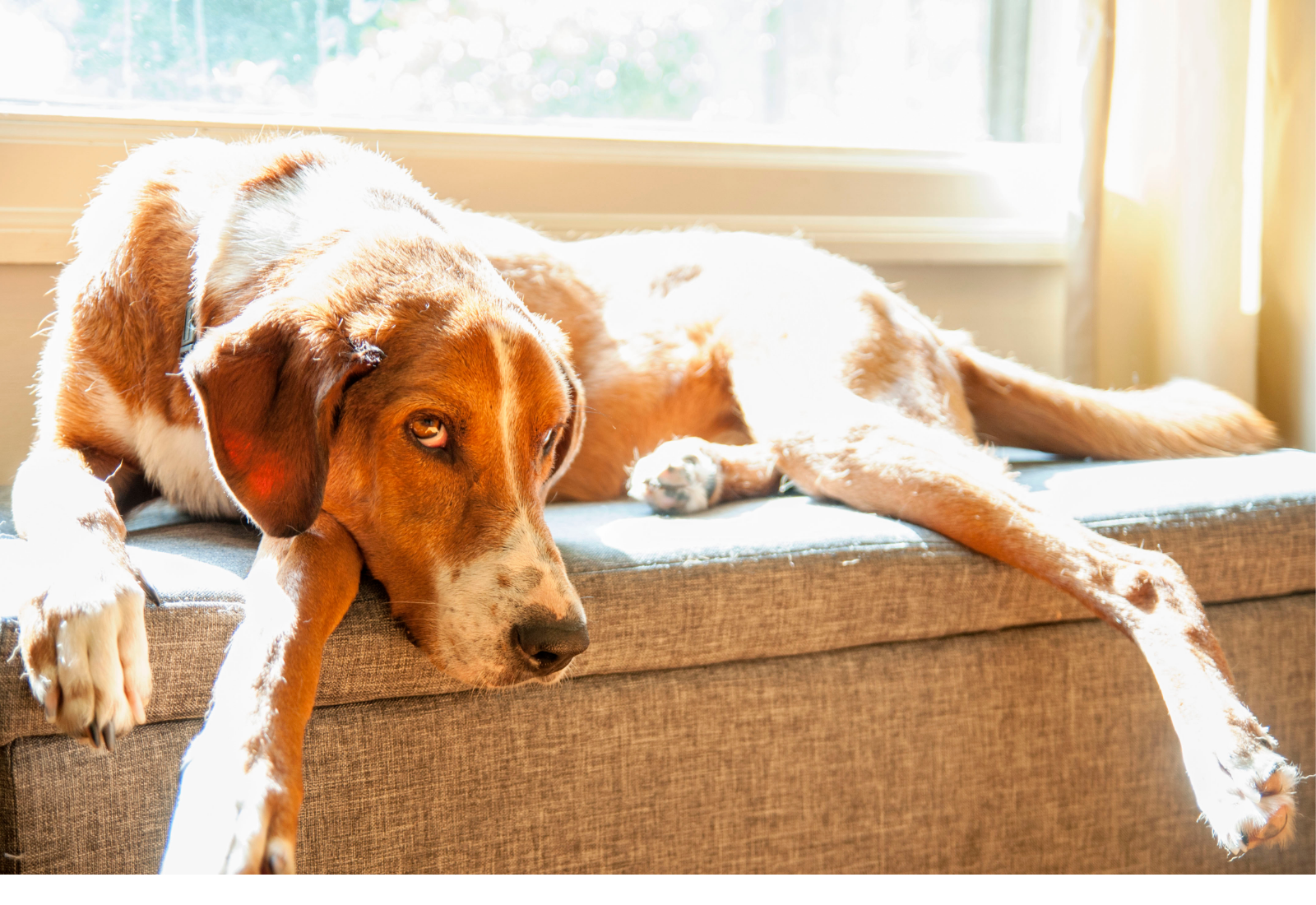 Private 1-on-1 Dog Behaviour Modification Training in Toronto — Group ...