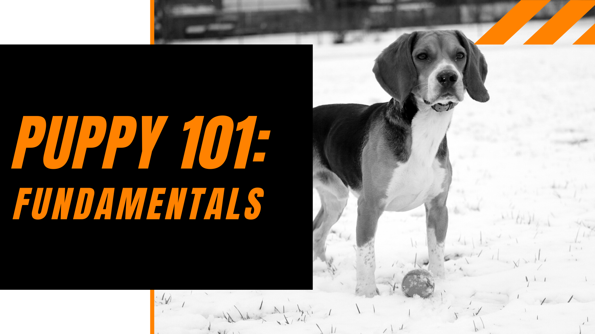 Premier Puppy Training Programs in Toronto - K9 Academy — Group Training