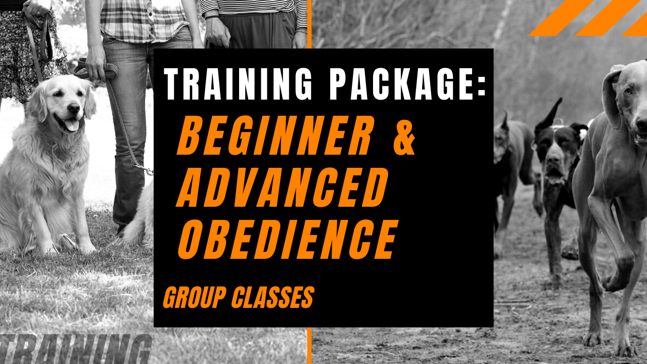 Beginner & Advanced Obedience Training Package — Group Training