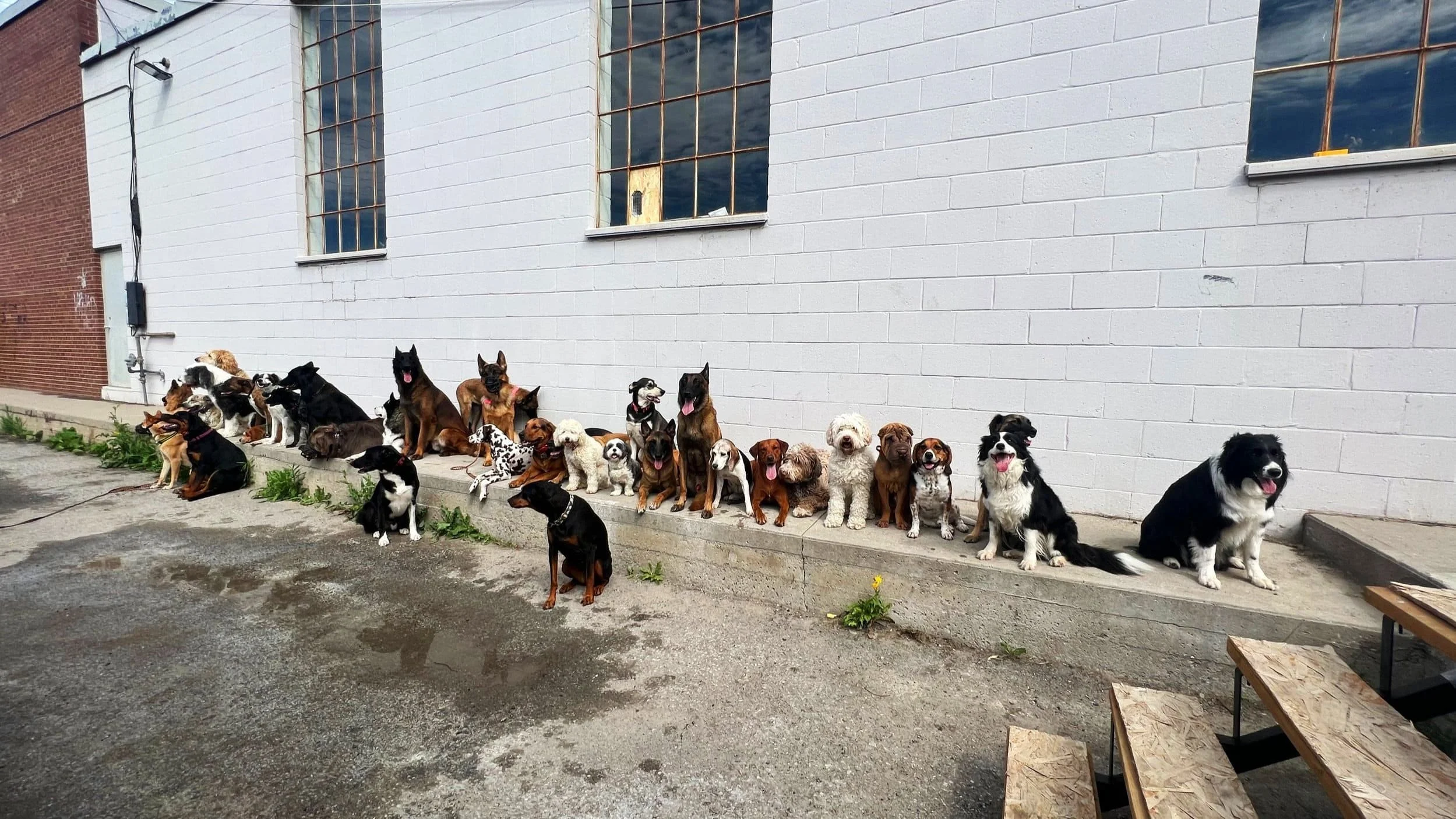 K9 Academy - Professional Dog Training Services