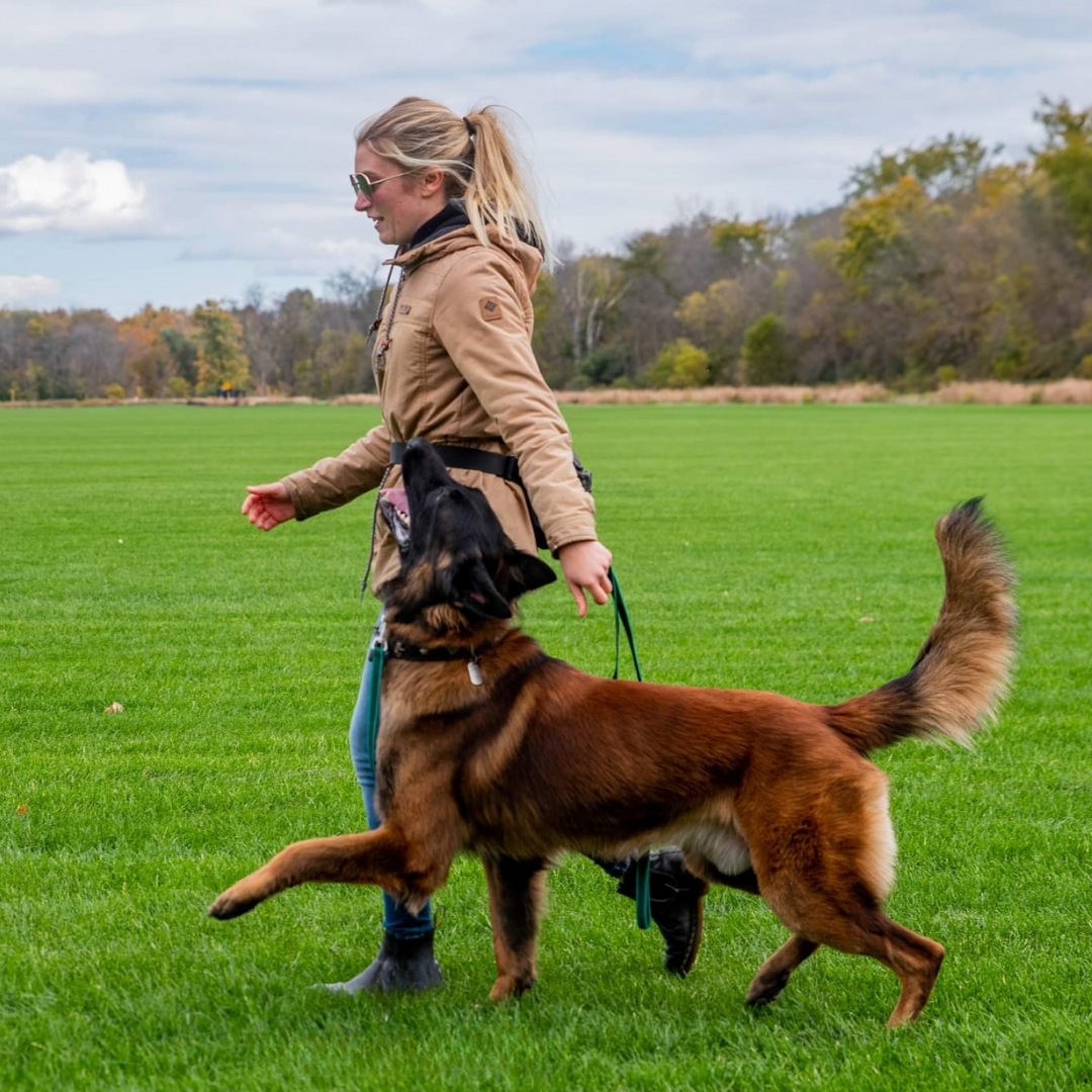 Obedience Training — Group Training
