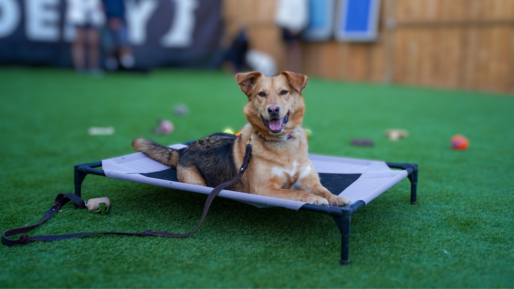 Puppy Training — Group Training