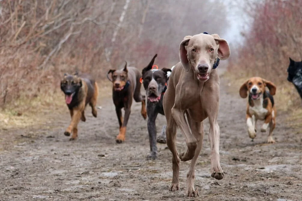 K9 Academy - Professional Dog Training Services