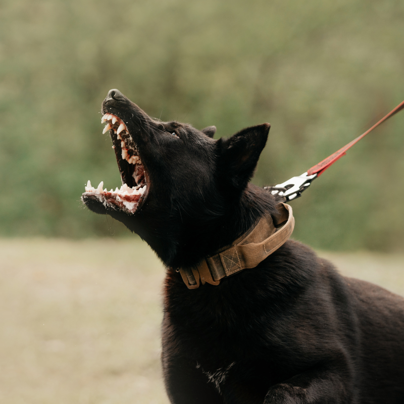 Private 1-on-1 Dog Behaviour Modification Training in Toronto — Group ...