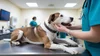 Canine Dental Chart: A Simple Guide to Your Dog’s Teeth — Group Training