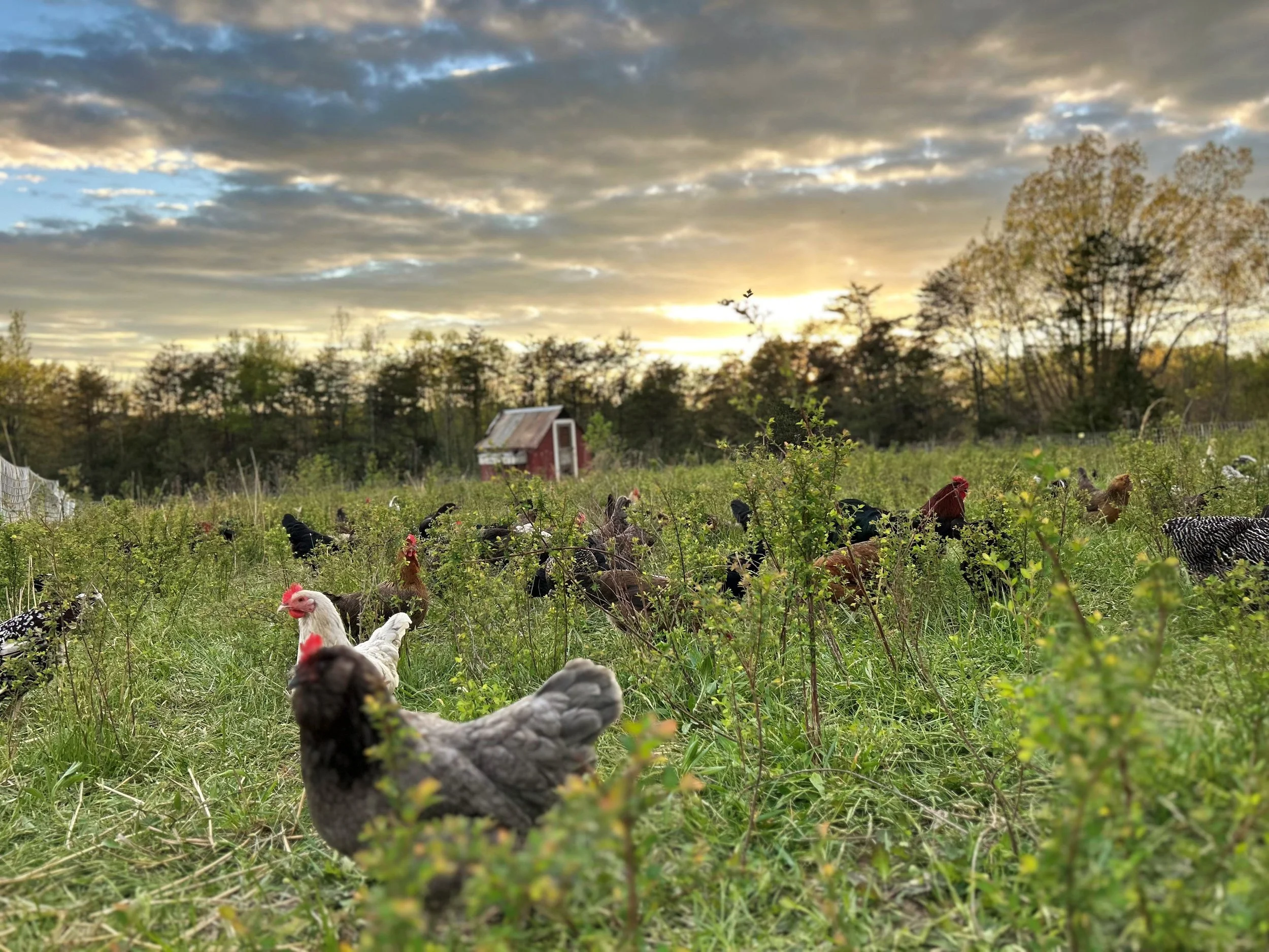 Home [www.thewildwayfarm.com]