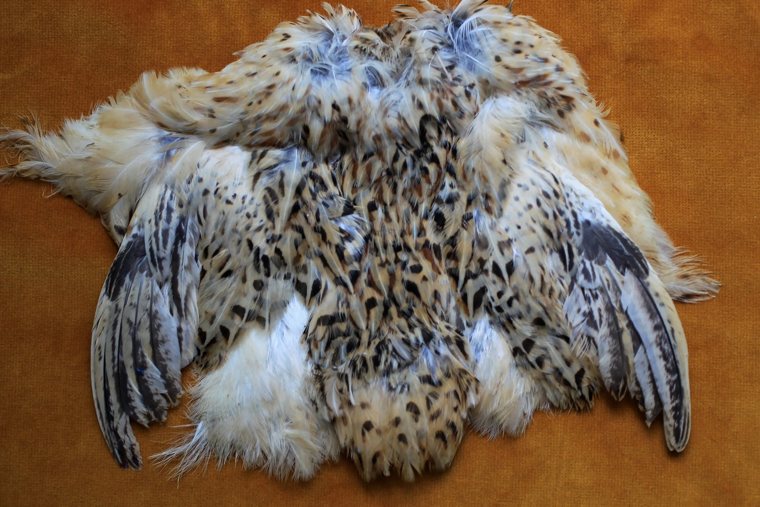 Pastured Quail — Home