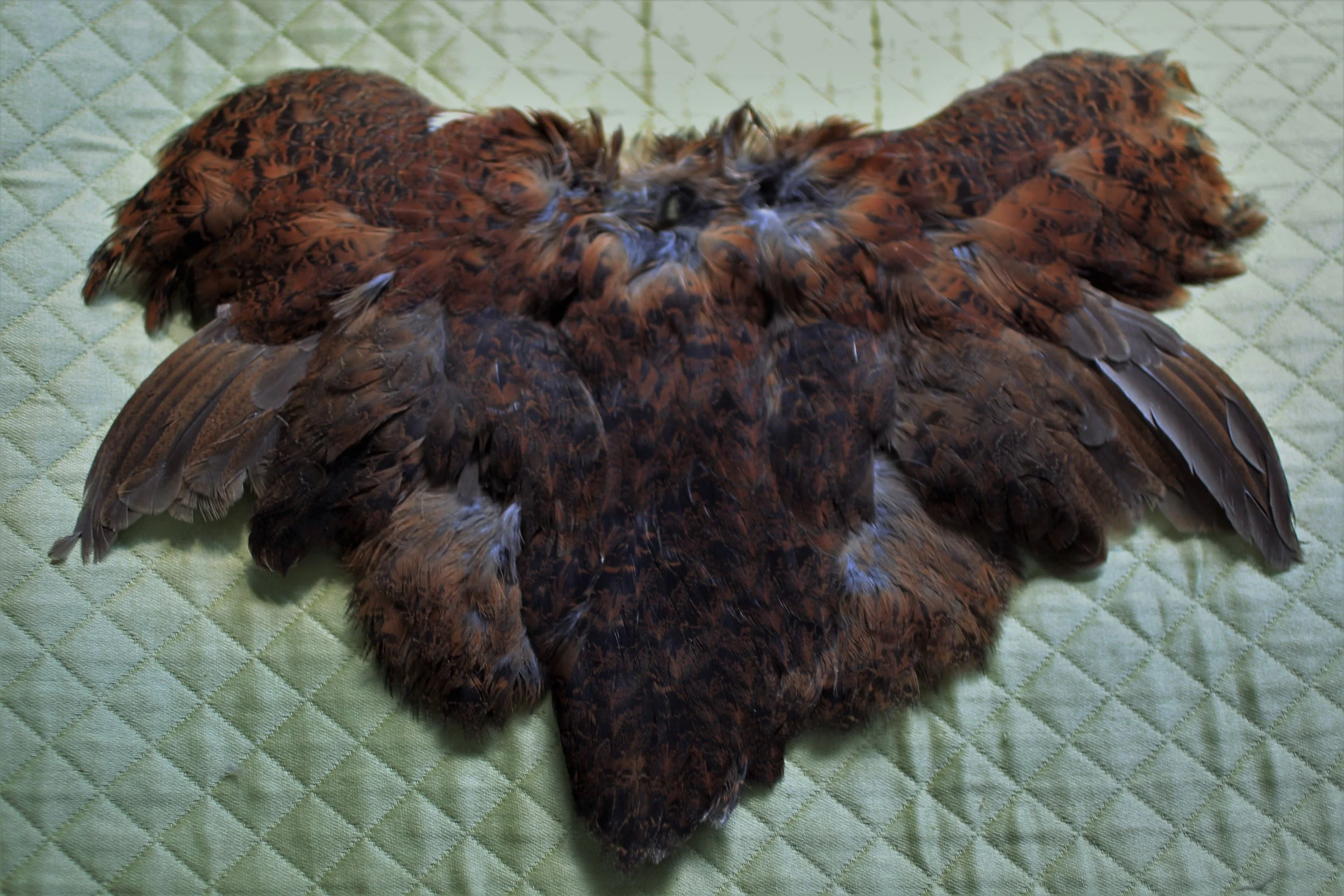 Pastured Quail — Home