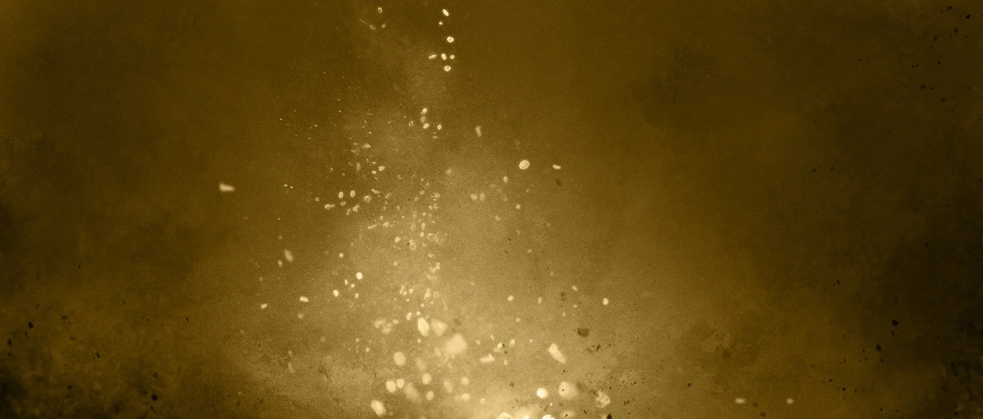 JUNGLE CRUISE — Margherita Premuroso