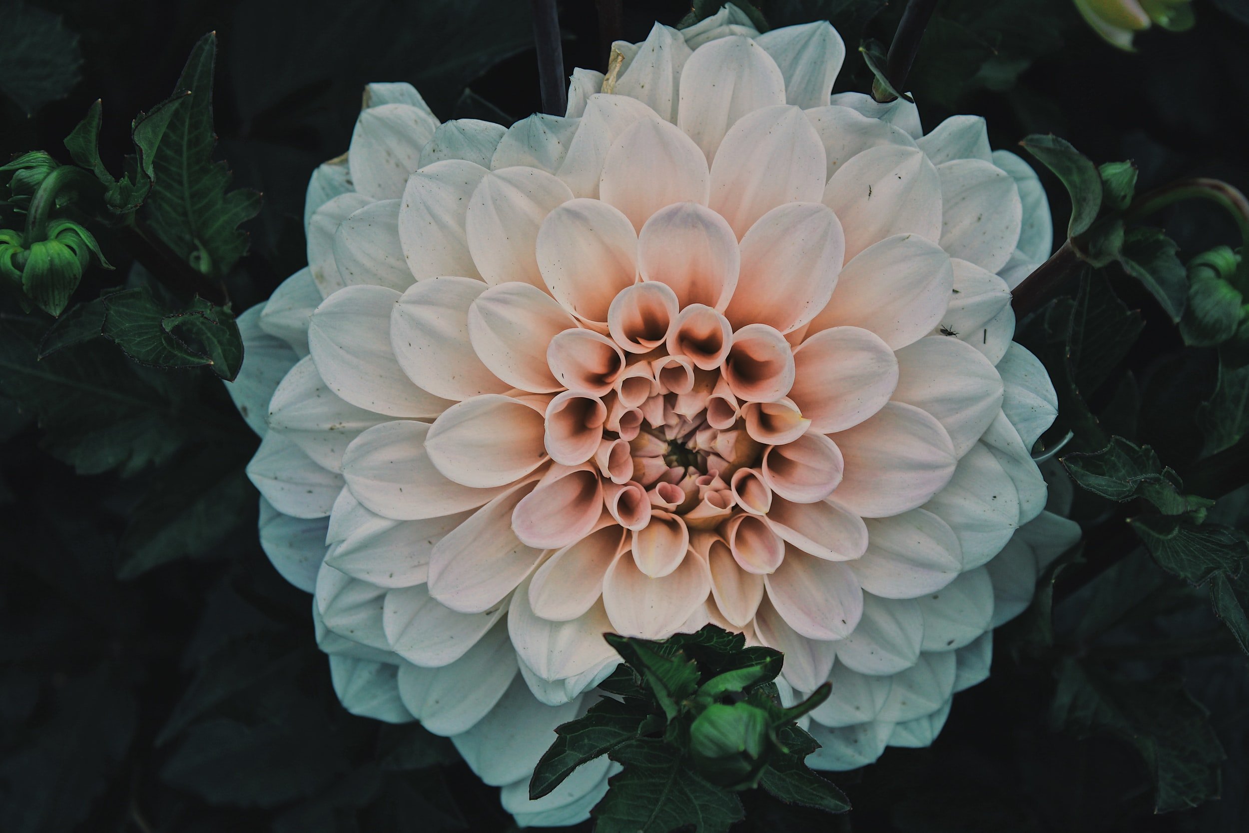 Powerfully You – Self Regulation Curriculum — Powerfully You