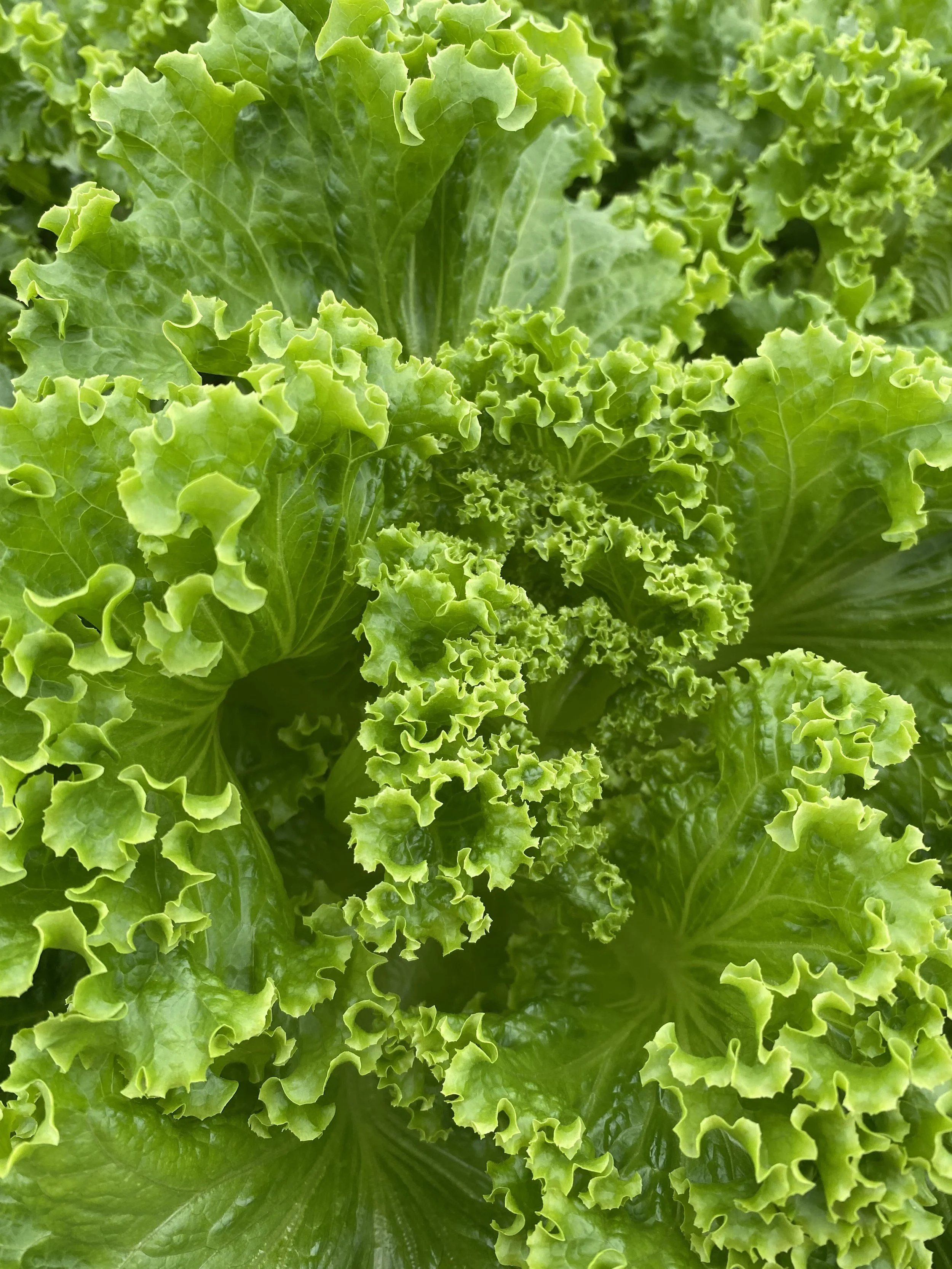 Online Store — Root 42 Harvests
