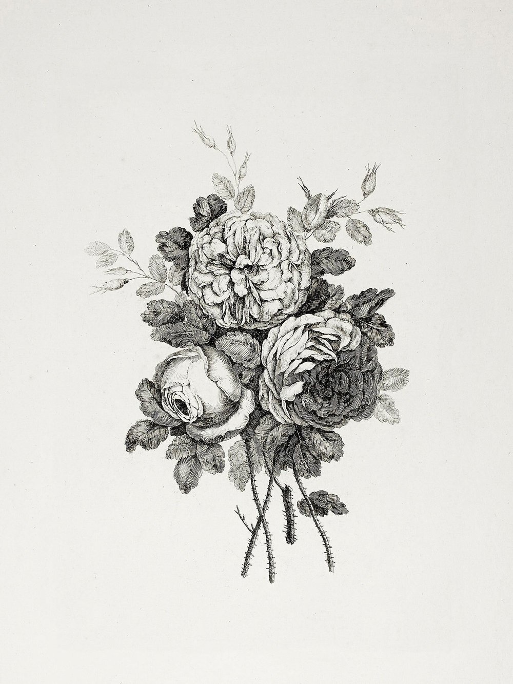 Fine Art Flower Drawings | Best Flower Site