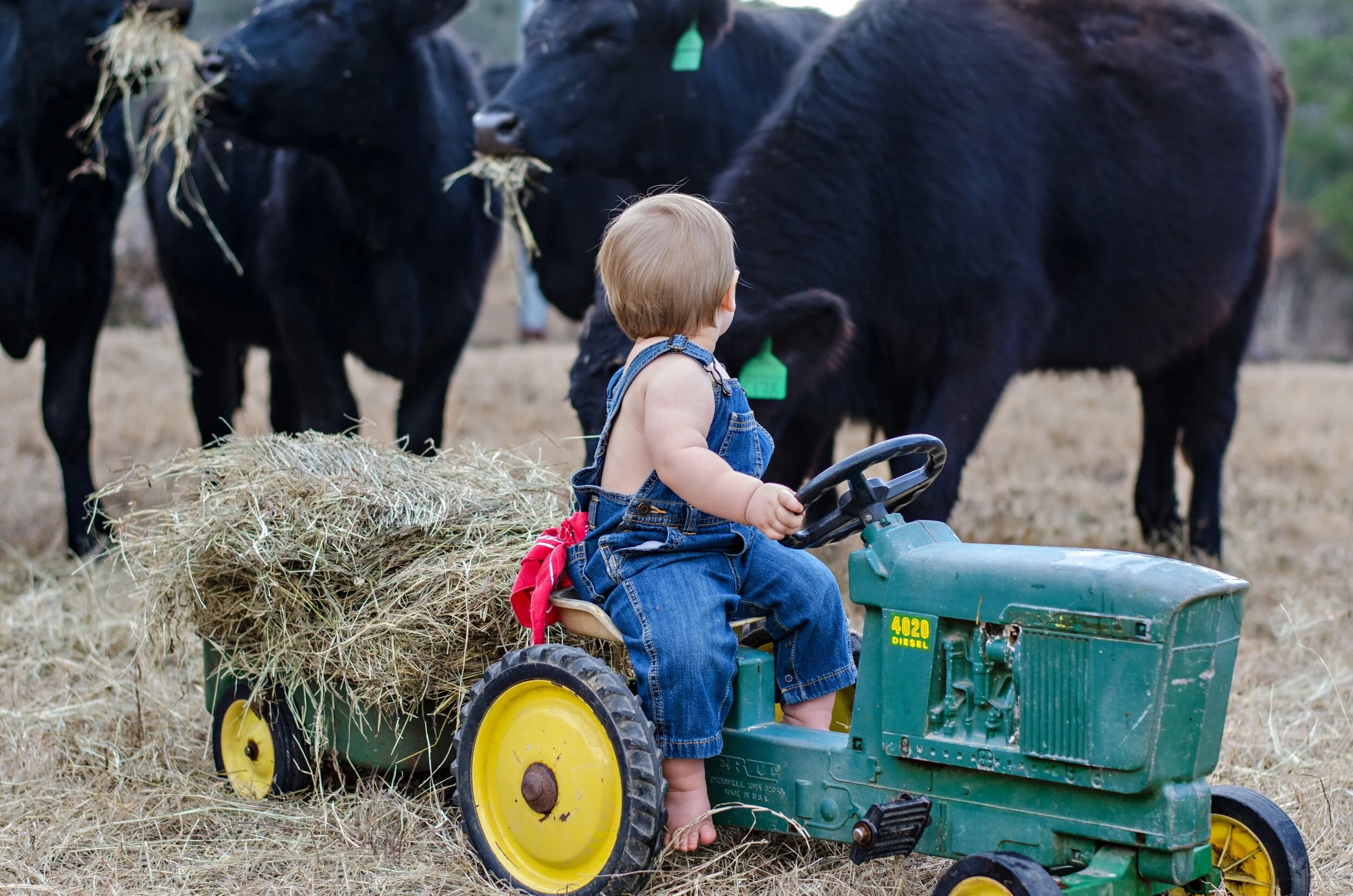 About — Burnett Beef