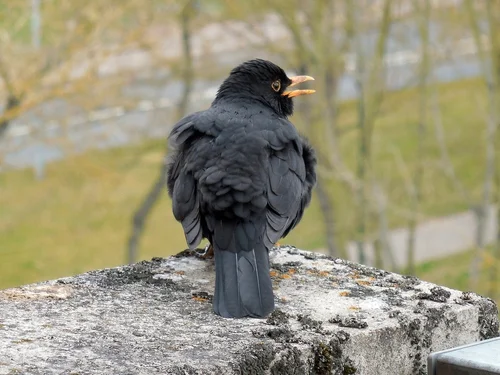 Blackbird song and call identification — Birdsong Academy