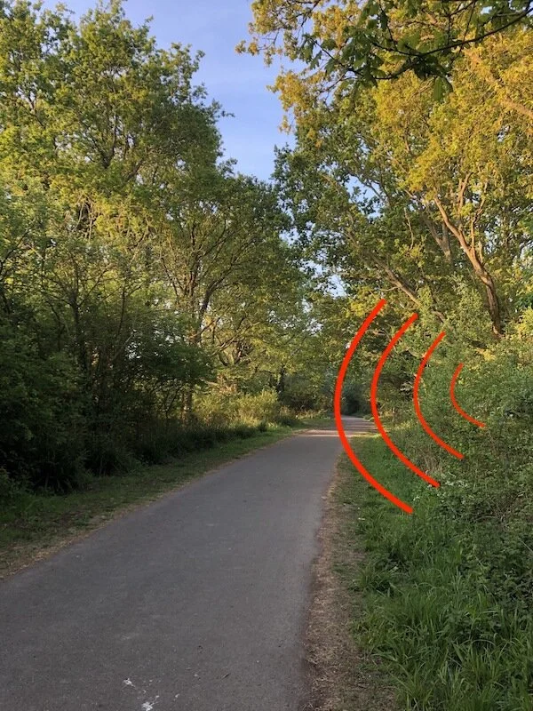 Wren song and call identification — Birdsong Academy