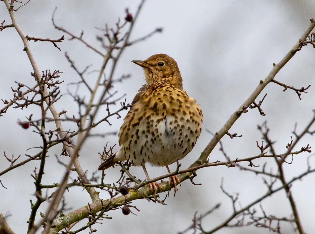 Song Thrush - learn its call and song — Birdsong Academy