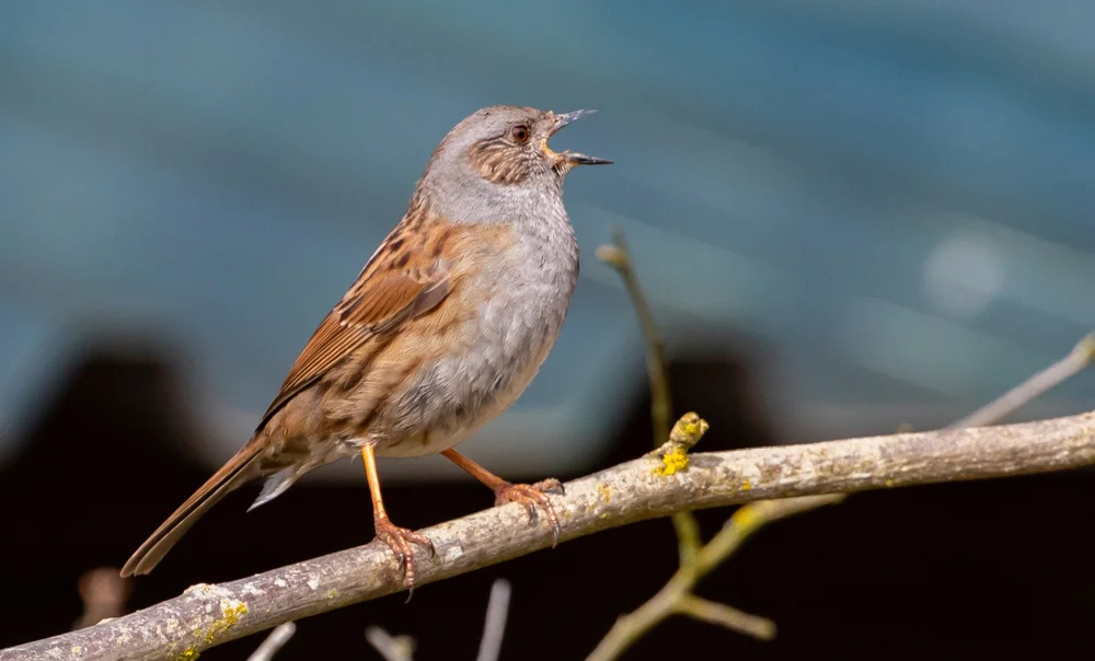 Dunnock - learn its song — Birdsong Academy
