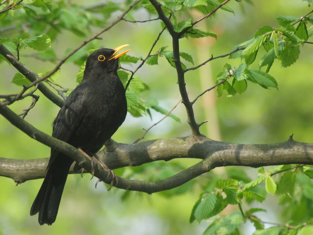 Blackbird - learn its song and calls — Birdsong Academy