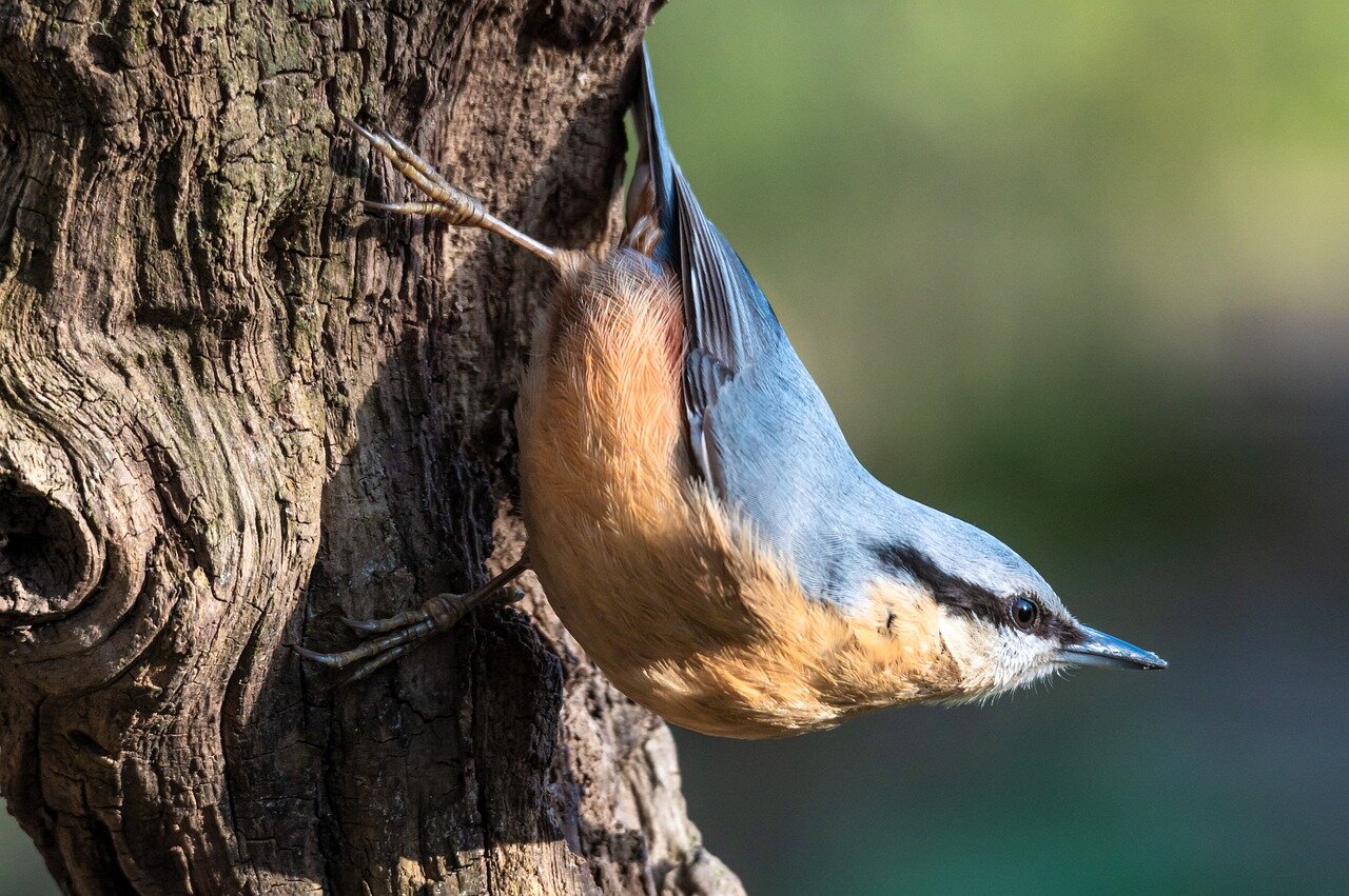 Herstmonceux species - April 2023 — Birdsong Academy Herstmonceux species - April 2023 — Birdsong Academy
