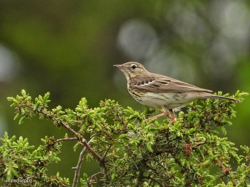 Tree Pipit — Birdsong Academy