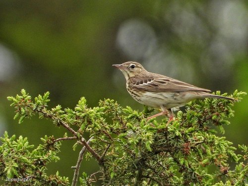 Tree Pipit — Birdsong Academy