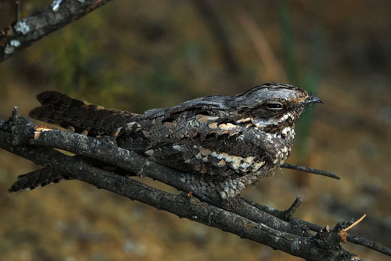 Nightjar — Birdsong Academy