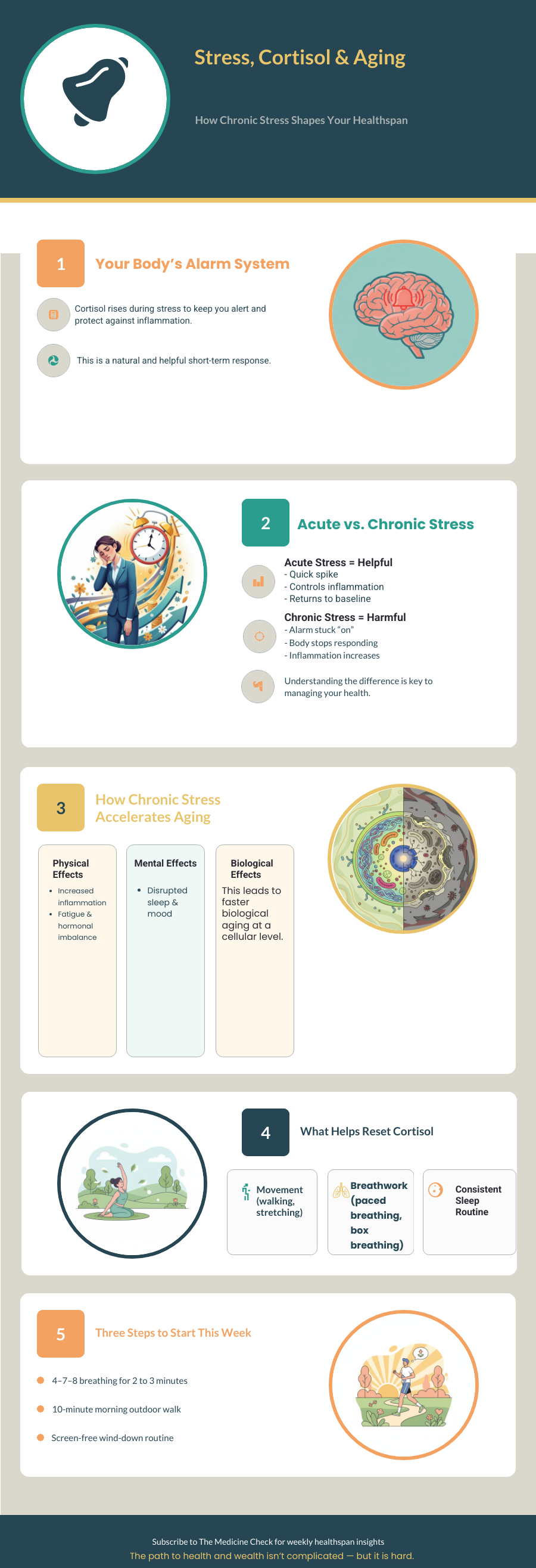 Stress, Cortisol, and Aging: How Chronic Stress Impacts Your Healthspan ...