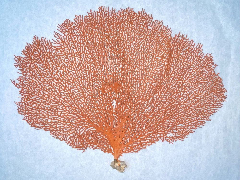 Dried Sea Fan