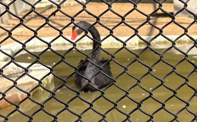 India and the Solipsism Problem — John Horgan (The Science Writer)