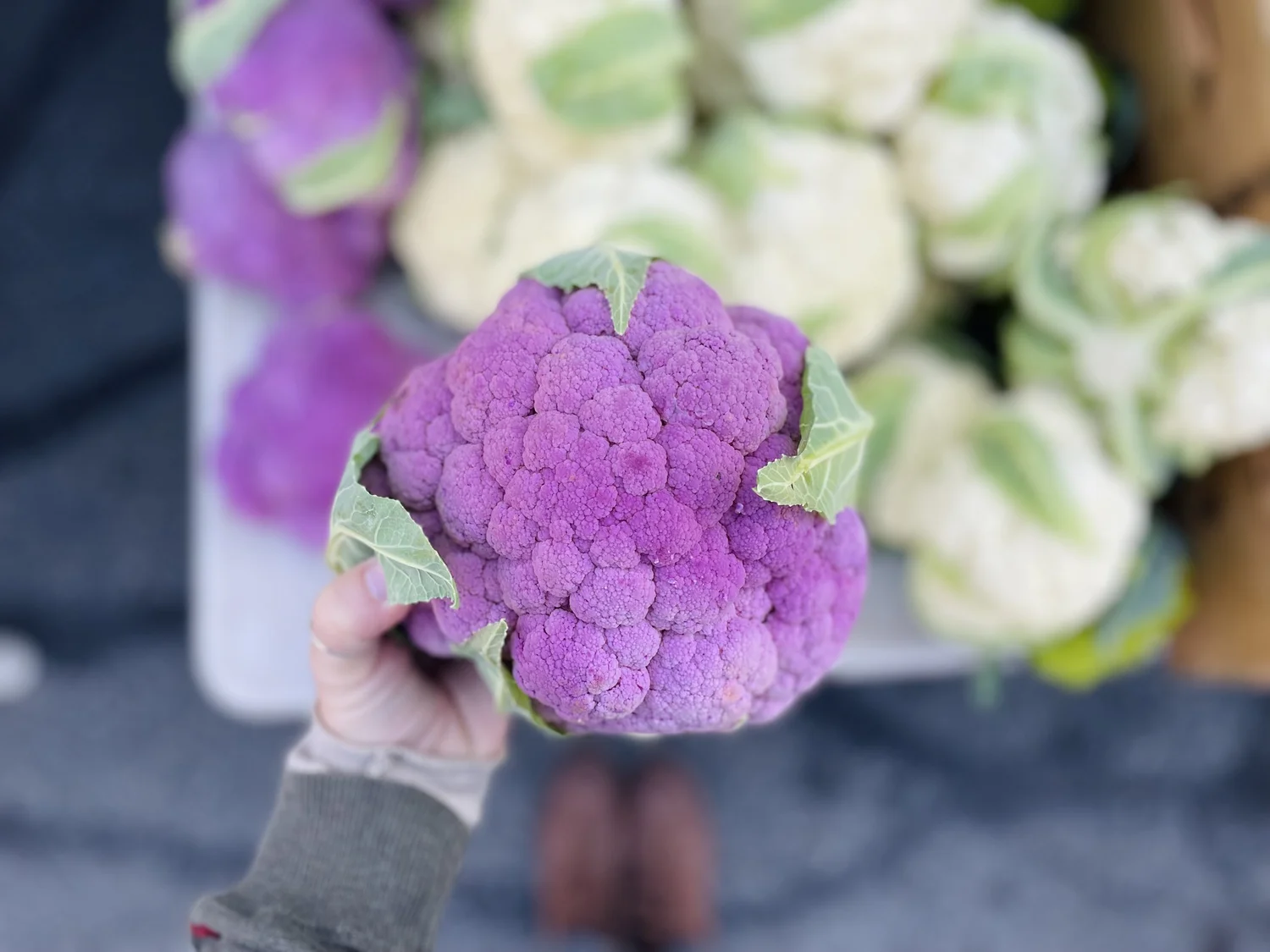 Beacon Farmers Market