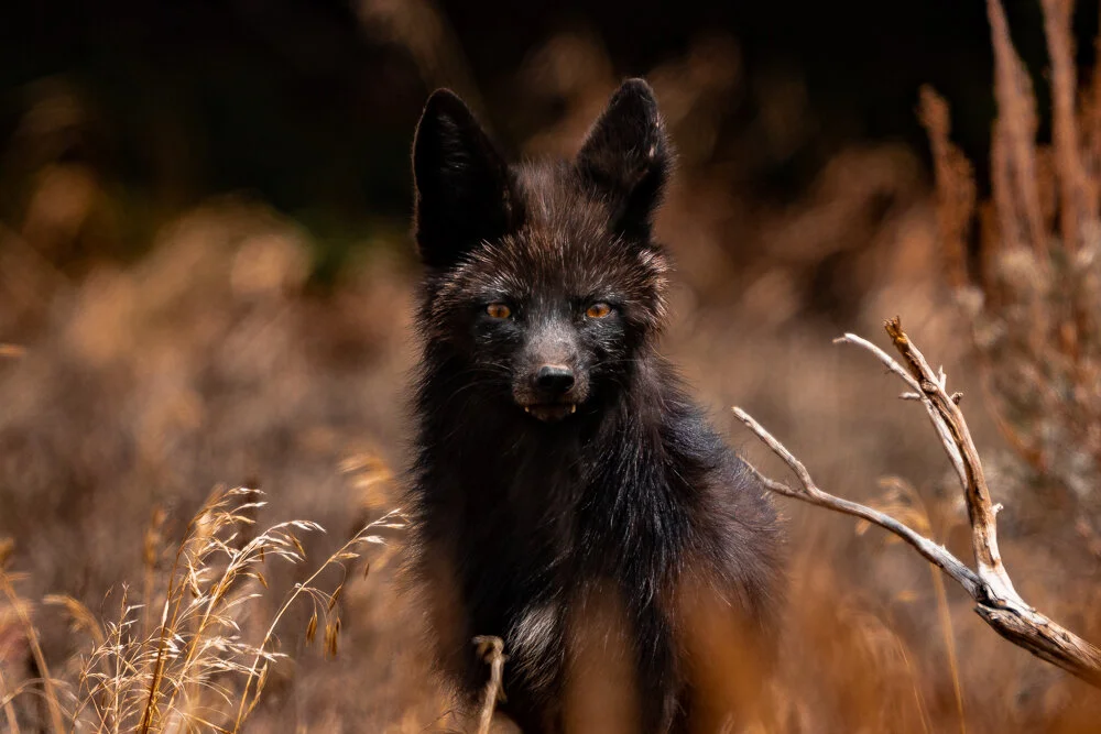 Lanscape & Wildlife — David Cudd Photography