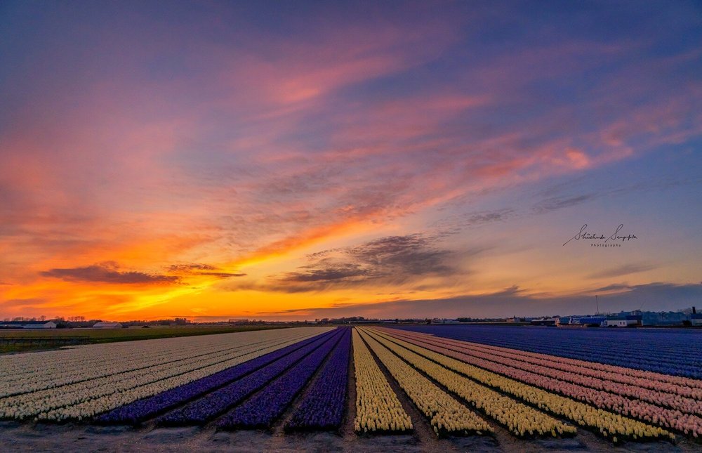 De Mooiste Bloemenroutes van Nederland | 4 Best Road Trip Flower Routes ...