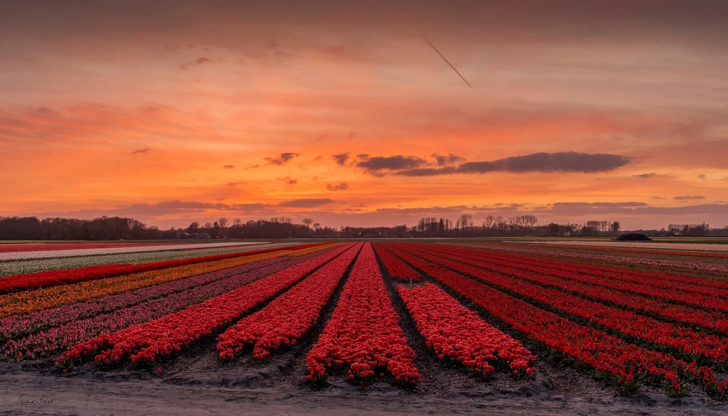 De Mooiste Bloemenroutes van Nederland | 4 Best Road Trip Flower Routes ...