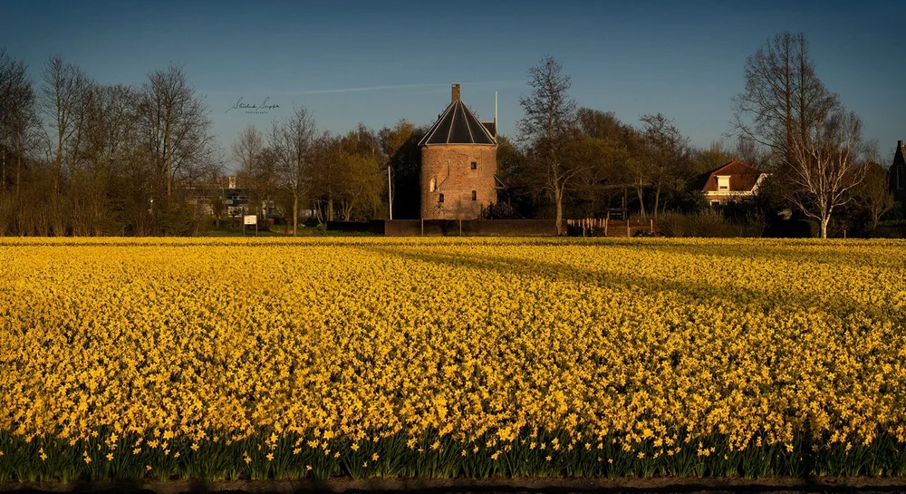 De Mooiste Bloemenroutes van Nederland | 4 Best Road Trip Flower Routes ...