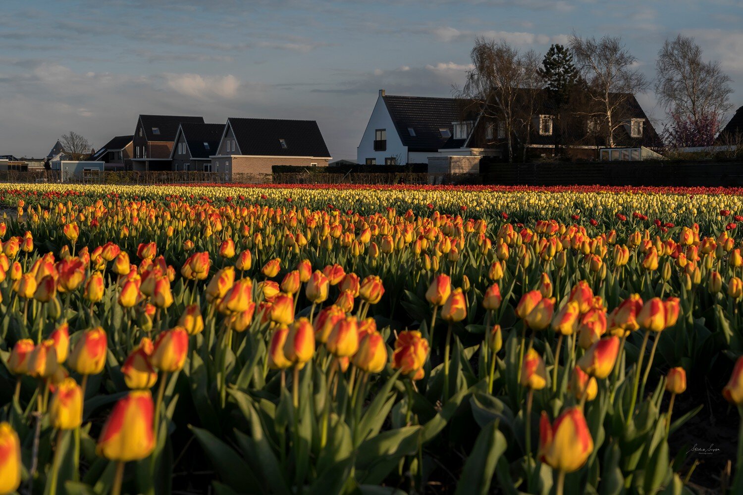 De Mooiste Bloemenroutes van Nederland | 4 Best Road Trip Flower Routes ...