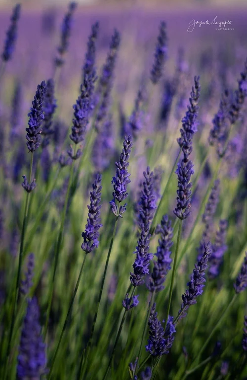 Best Places to Find Lavenders in the Netherlands | Best Lavender Farms ...