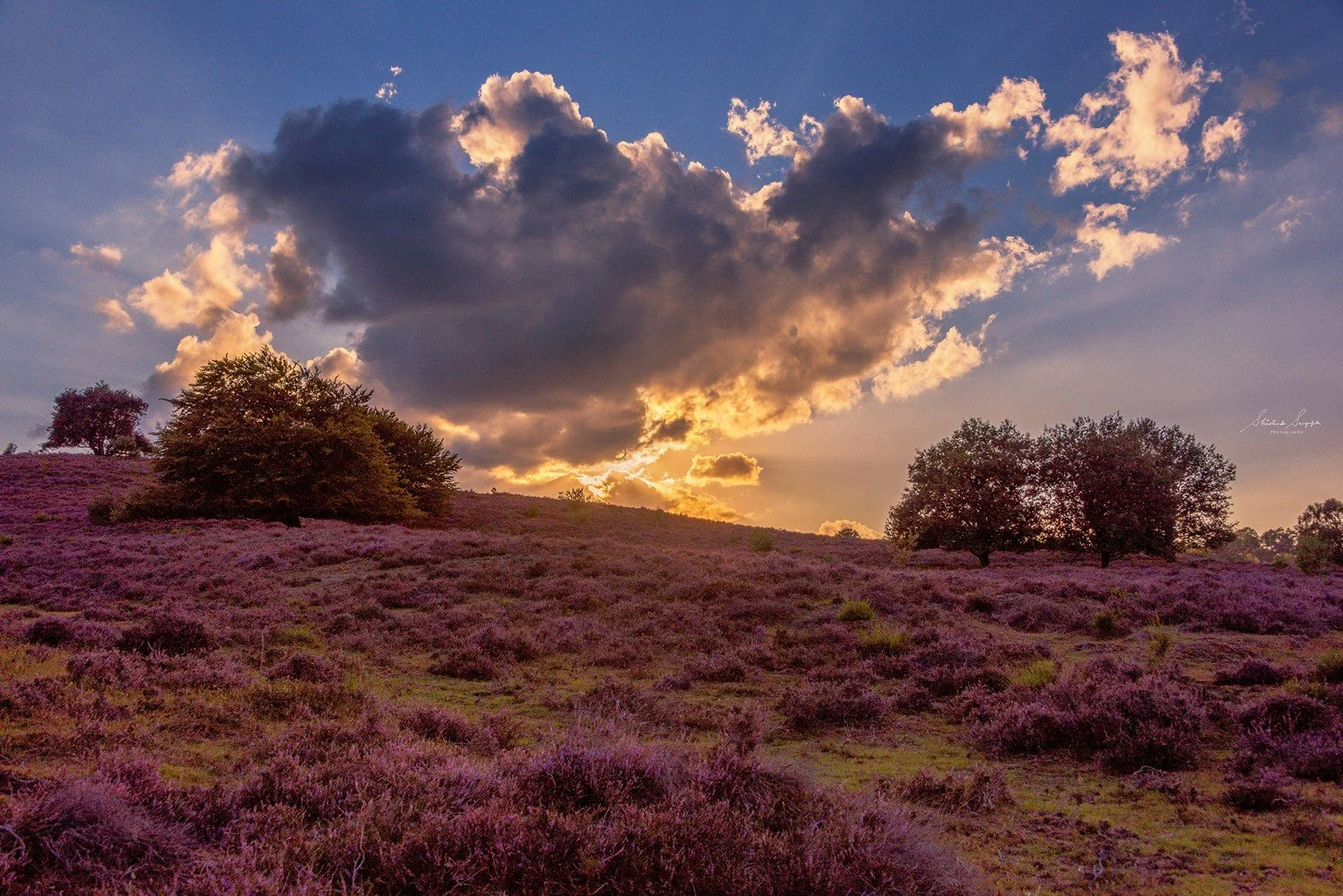 10 Most Beautiful Sand Dunes in the Netherlands | 10 Best Dutch Dunes ...