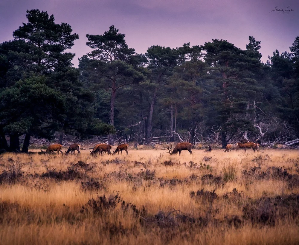 42 Best Places and Attractions to Visit in the Netherlands in Summer ...