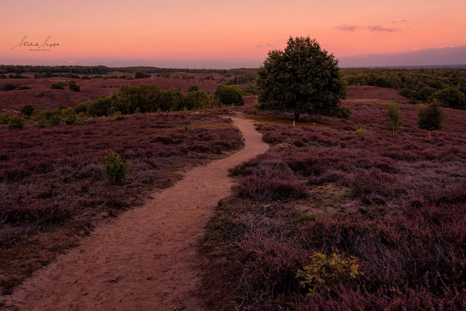 10 Most Beautiful Sand Dunes in the Netherlands | 10 Best Dutch Dunes ...