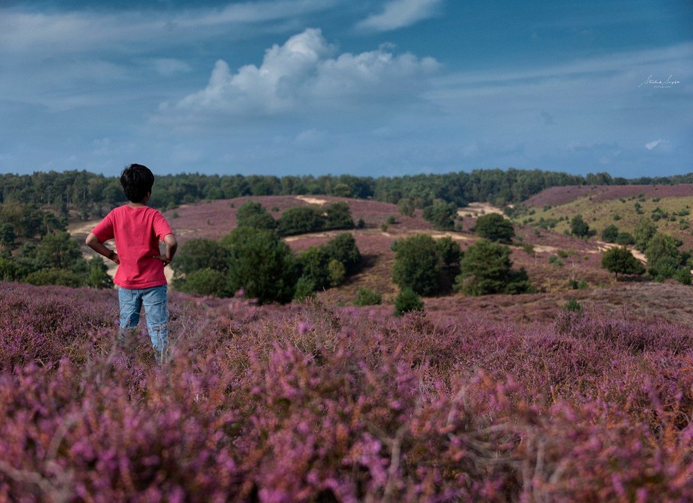 10 Most Beautiful Sand Dunes in the Netherlands | 10 Best Dutch Dunes ...