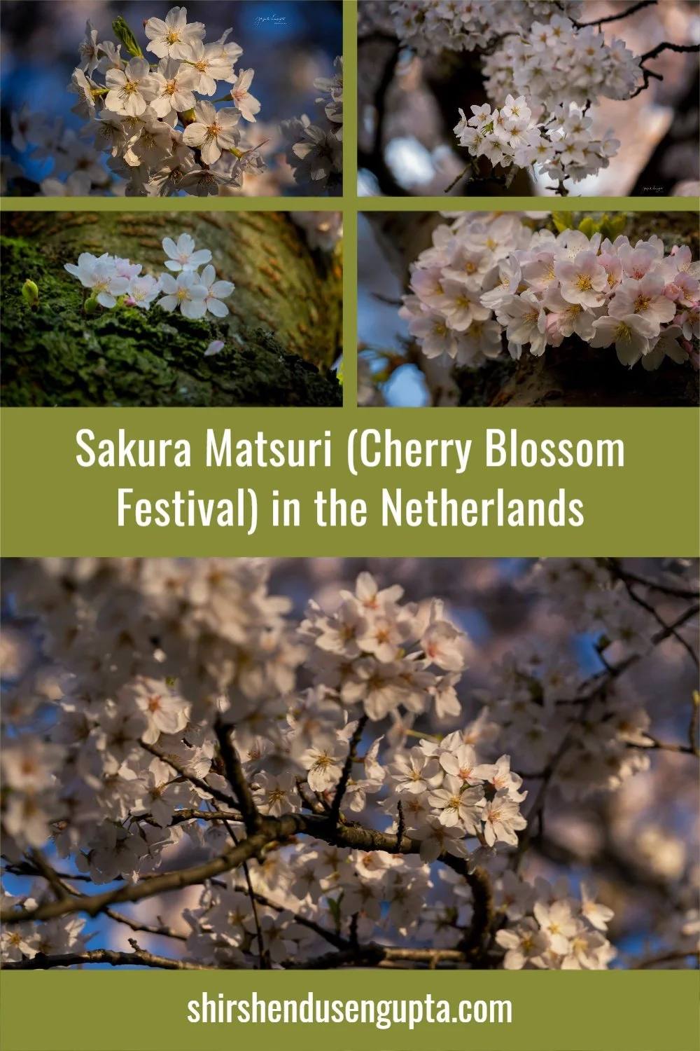 Sakura Matsuri (Cherry Blossom Festival) | Celebrating the Advent of ...