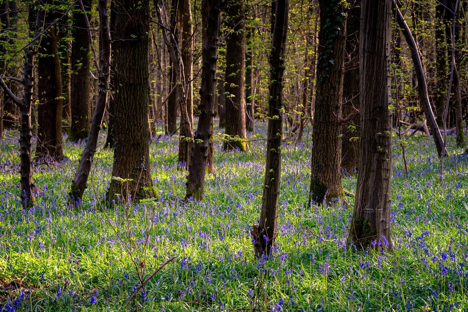 Hallerbos | Belgium’s Fairytale Bluebell Forest | The Magical Blue ...